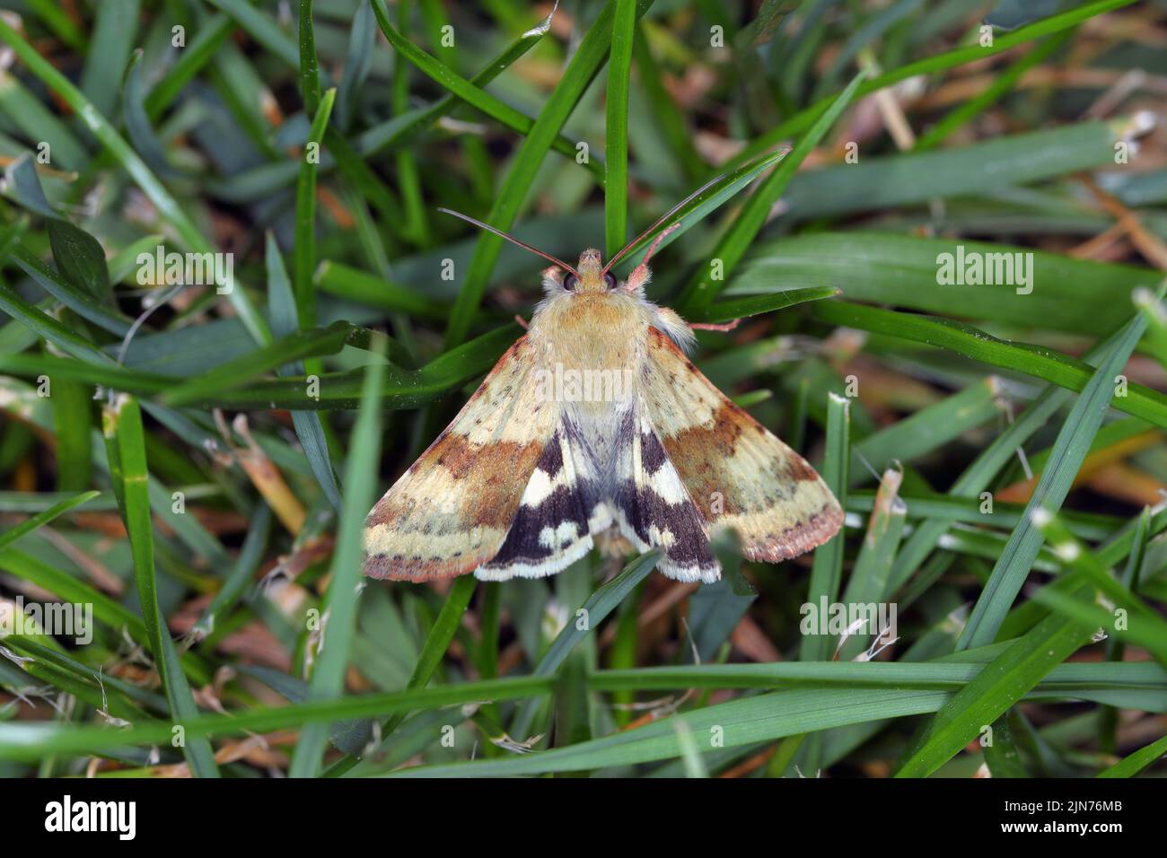 Shoulder-striped Clover - Heliothis maritima Stock Photo - Alamy