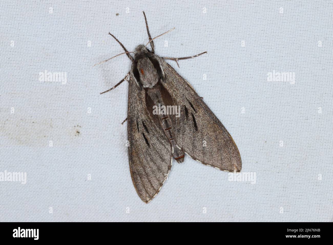 Sphinx pinastri, the pine hawk-moth Stock Photo - Alamy