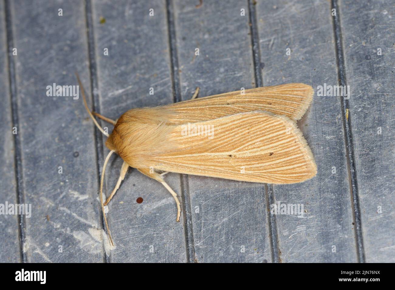 Smoky Wainscot (Mythimna impura) adult moth Stock Photo - Alamy