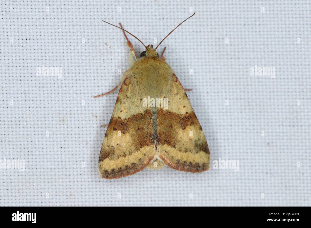 Shoulder-striped Clover - Heliothis maritima Stock Photo - Alamy