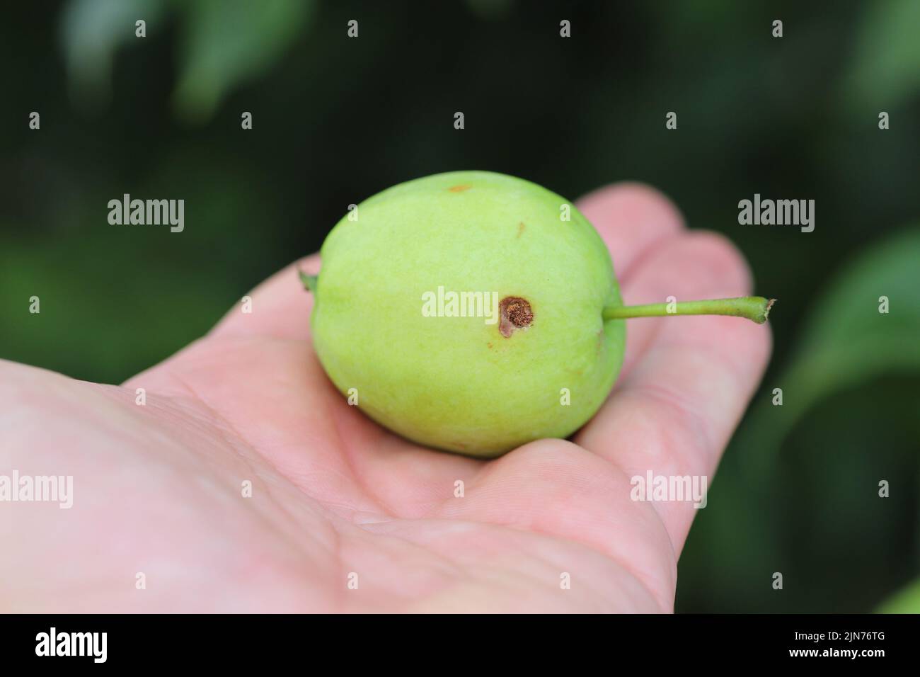 Wormy apple by larva of codling moth Cydia pomonella Stock Photo - Alamy
