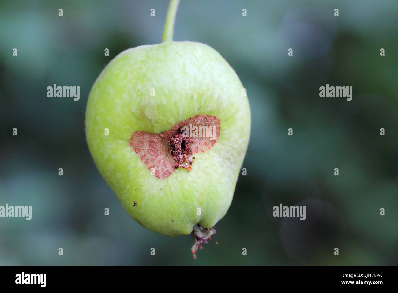 Wormy apple by larva of codling moth Cydia pomonella Stock Photo - Alamy