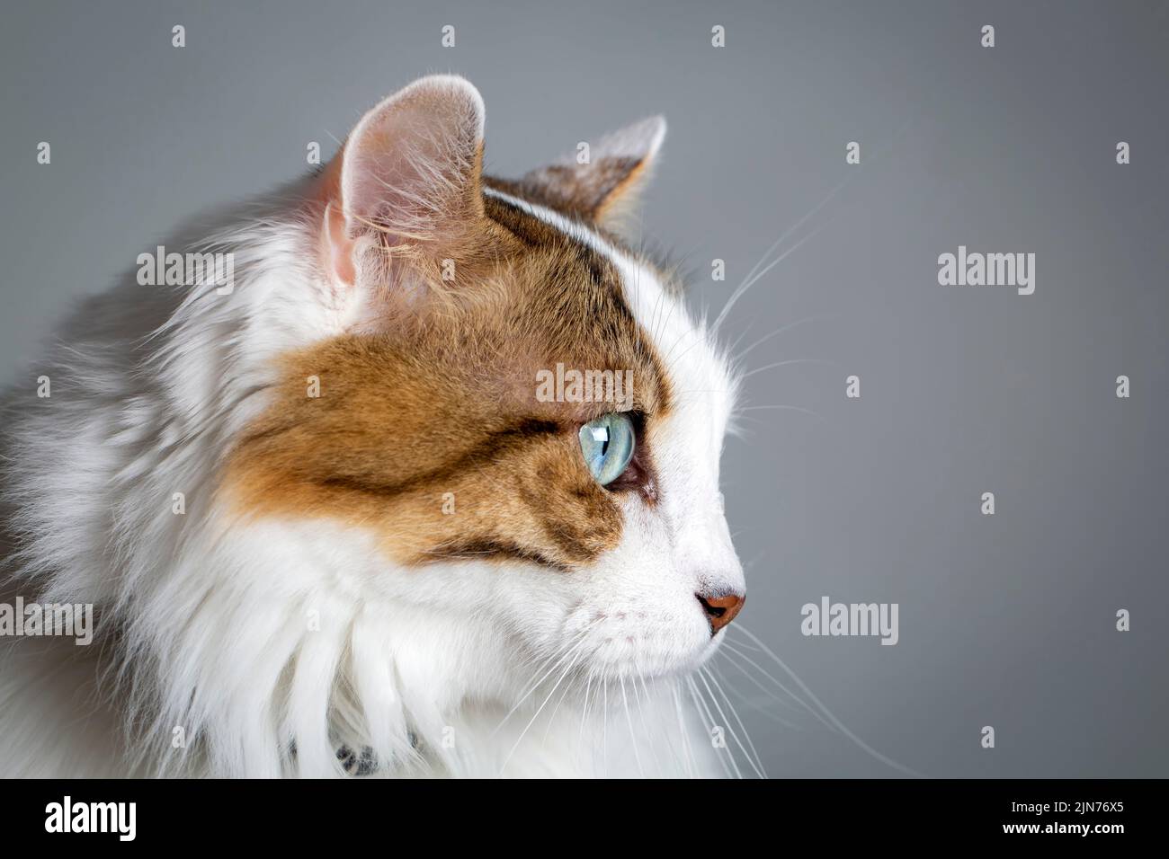 Sad eyed cat hi-res stock photography and images - Alamy