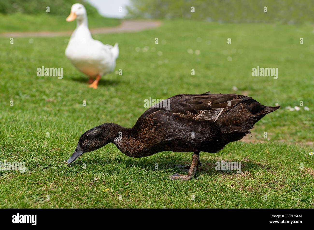 Black hybrid mallard duck with large white in the background Stock ...