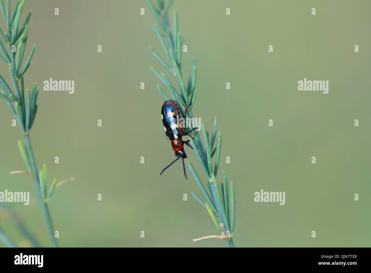 The common asparagus beetle (Crioceris asparagi) on asparagus leafs. It ...
