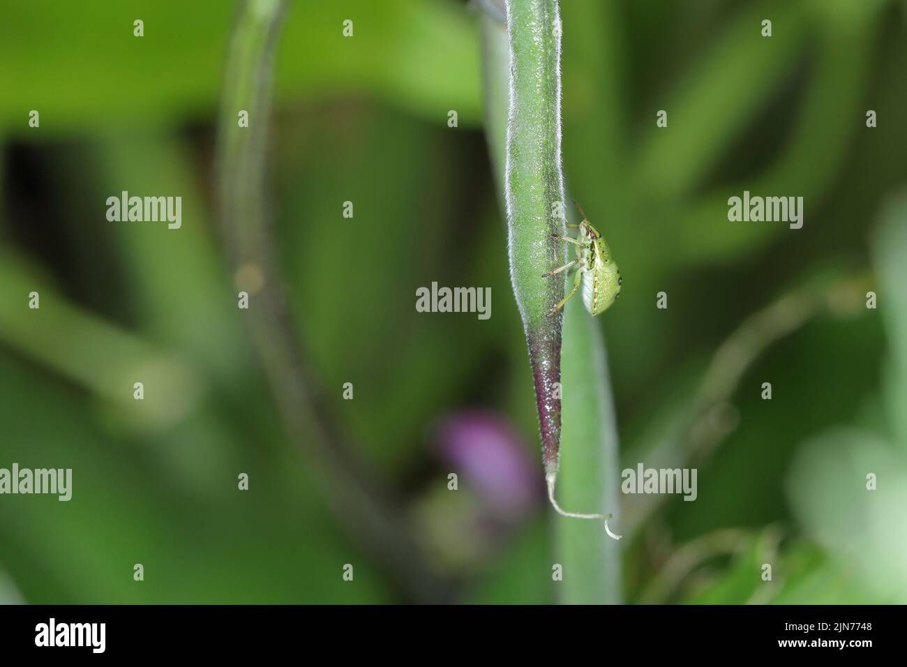 Larvae of shield bugs (Pentatomidae) feeding on beans Stock Photo - Alamy