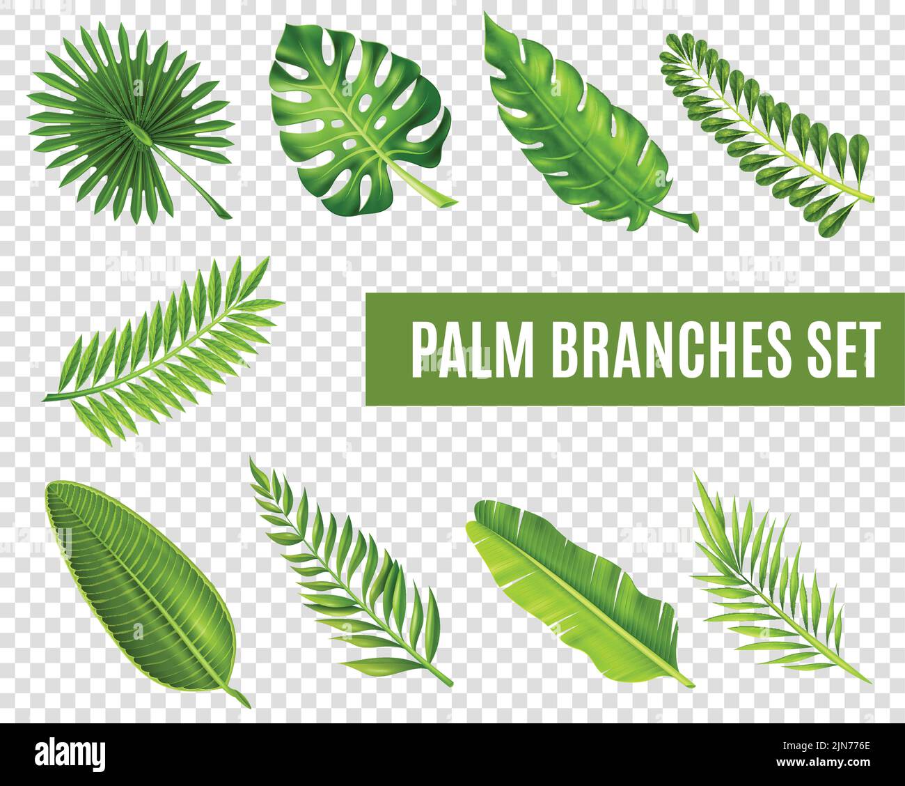 Tropical palm tree branches realistic transparent set isolated vector ...