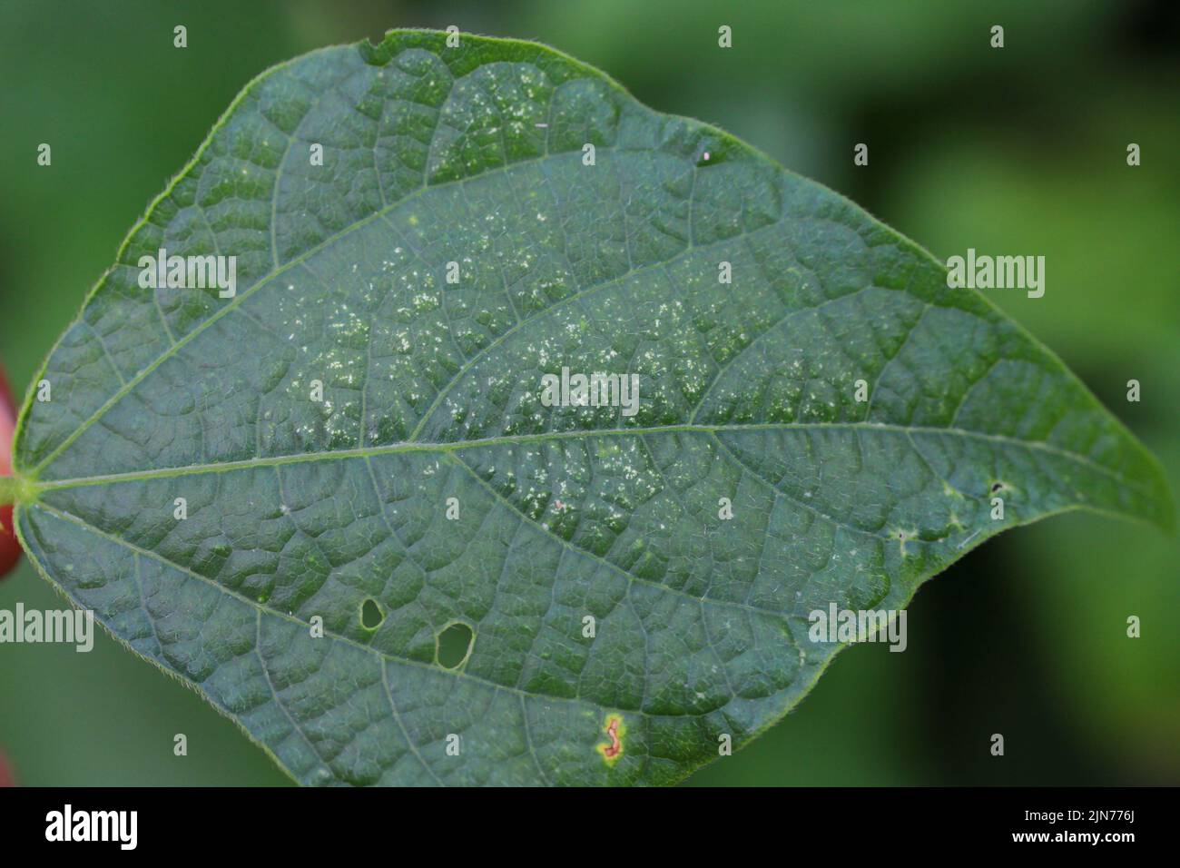 Tetranychus urticae (red spider mite or two-spotted spider mite) is a ...