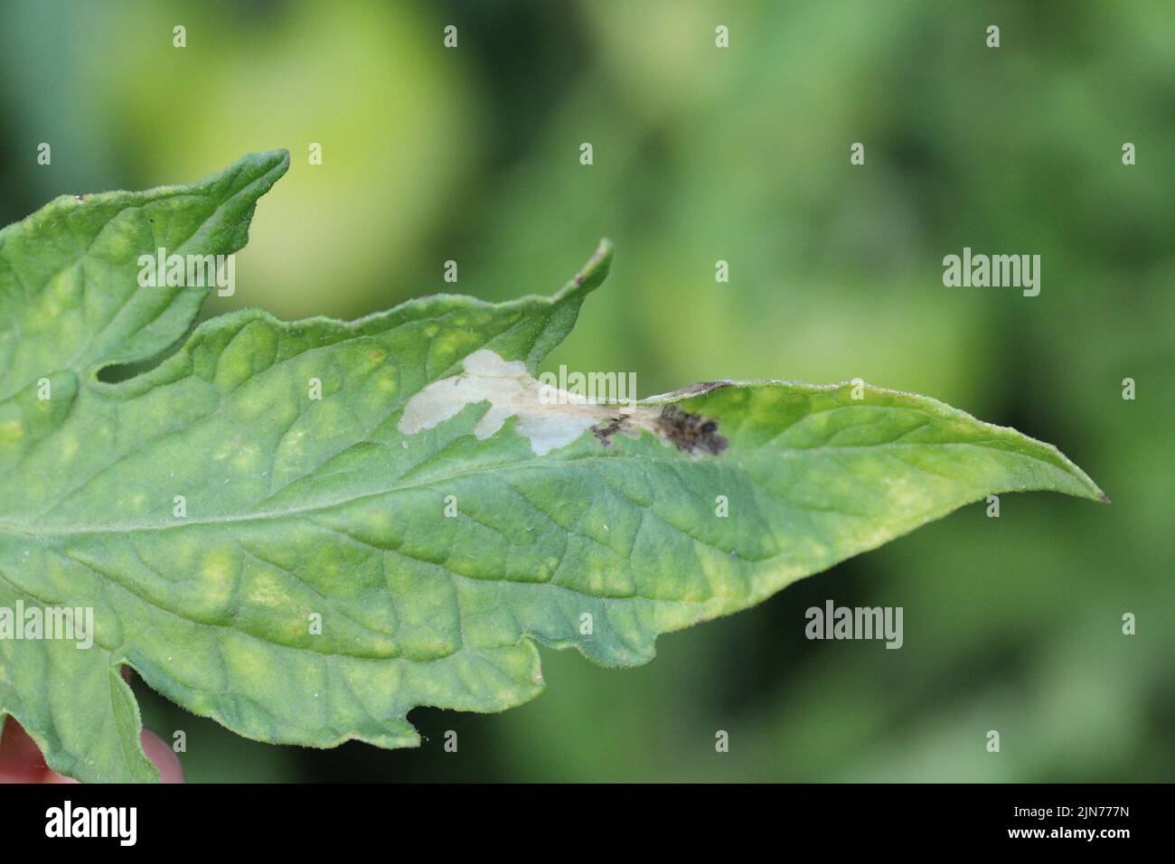 Tomato leaf infestation. Mining between upper and lower leaf surface by ...