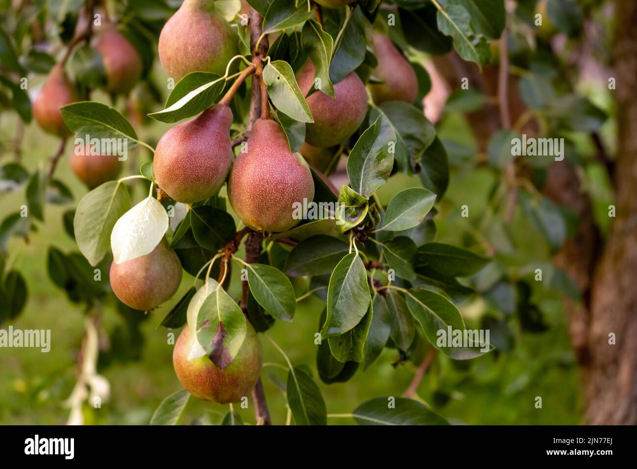 Tasty healthy organic juicy pears hanging on a branch young tree Stock ...