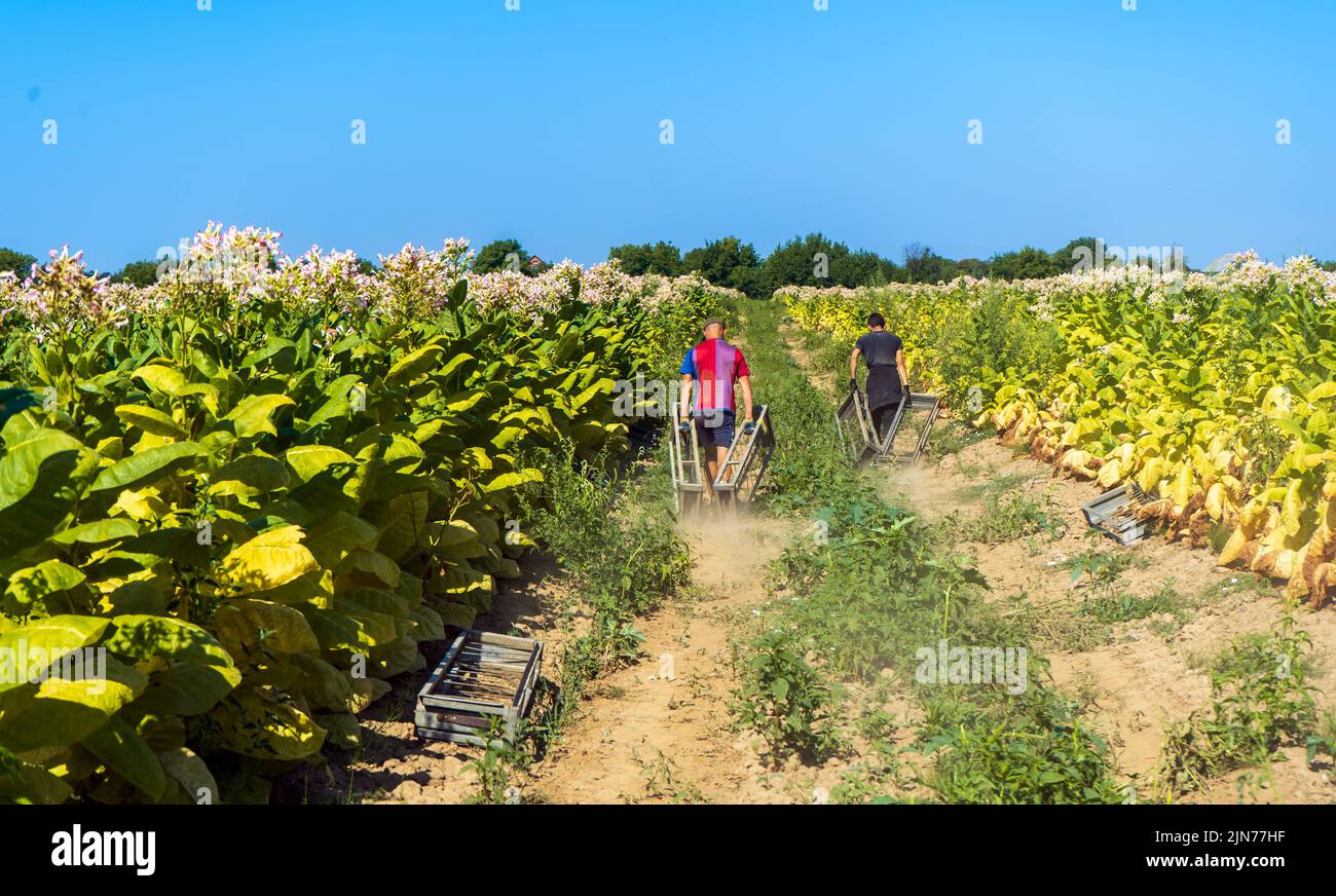 Farmer boys dragging iron boxes to collect tobacco leaves in a blooming ...