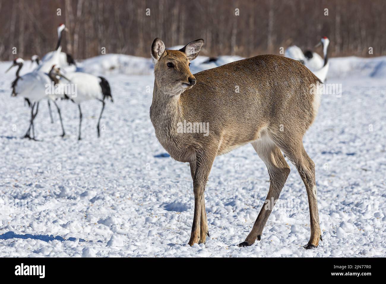 A closeup of a Yezo sika deer in the snow against red-crowned cranes in ...
