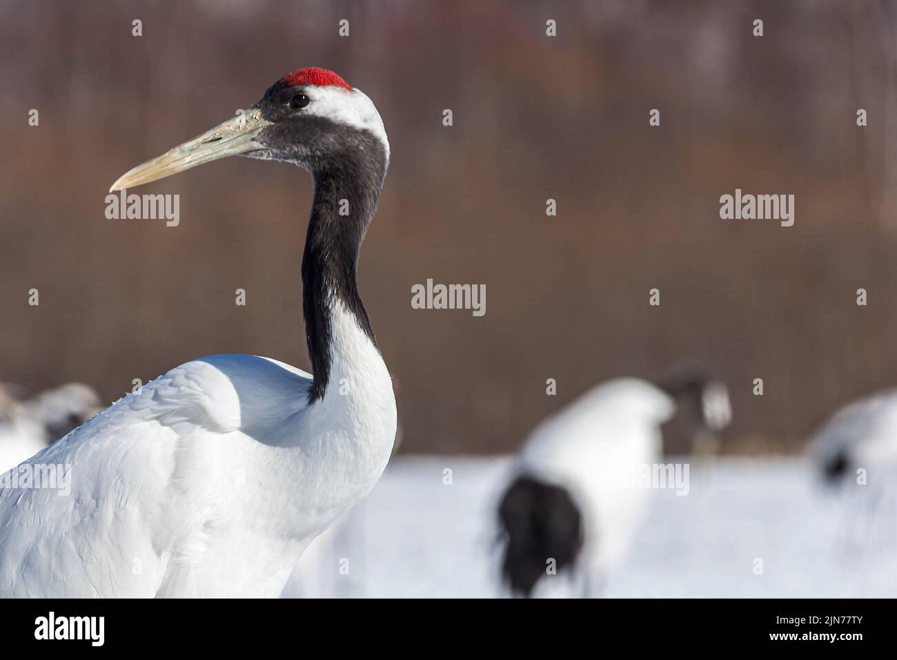 A closeup of a red-croned crane in the snow in Hokkaido, Japan Stock ...