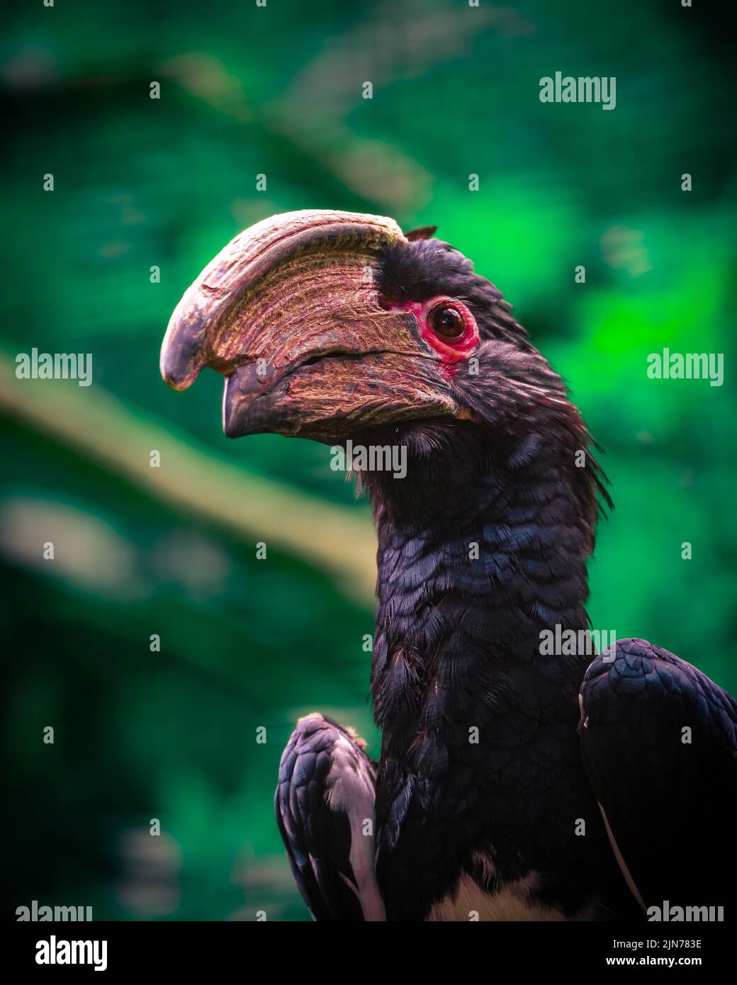 The low-angle vertical portrait of a Trumpeter hornbill with the green ...