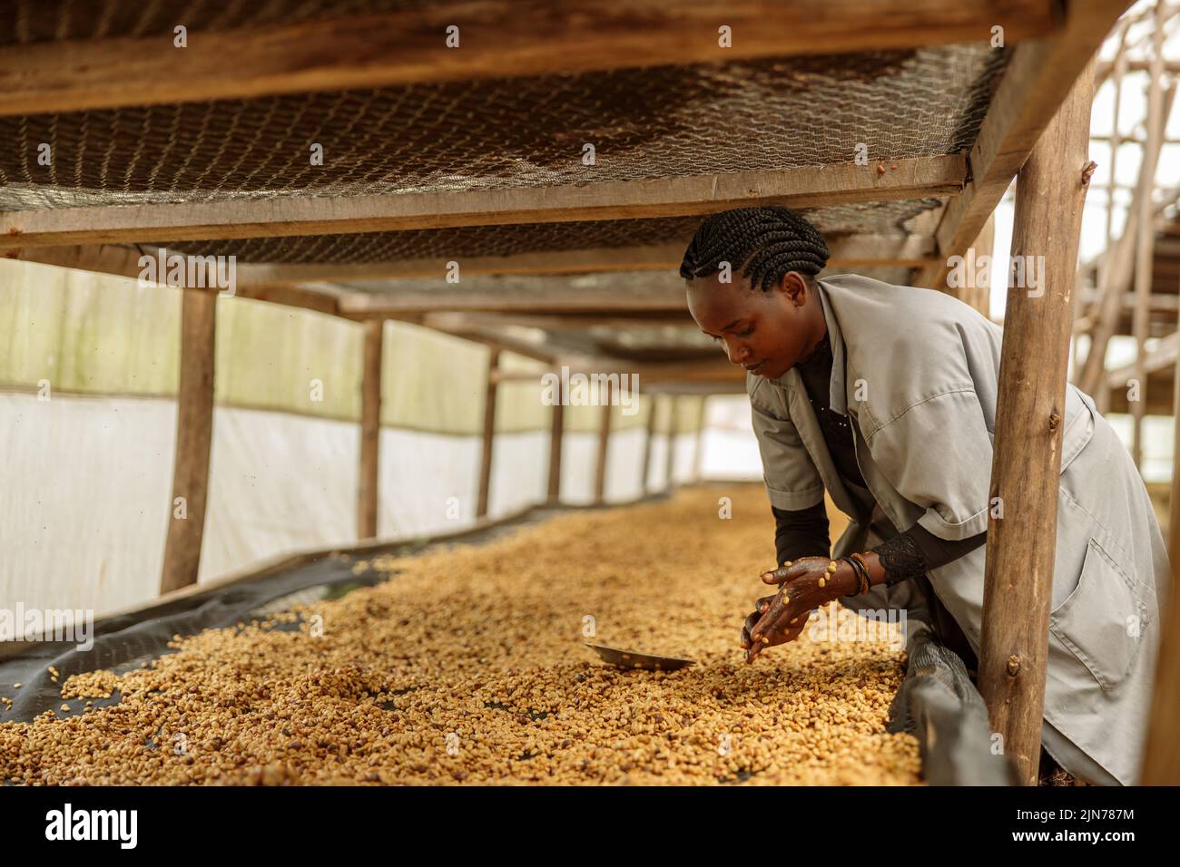 African American woman cleaning hands from coffee beans during honey ...
