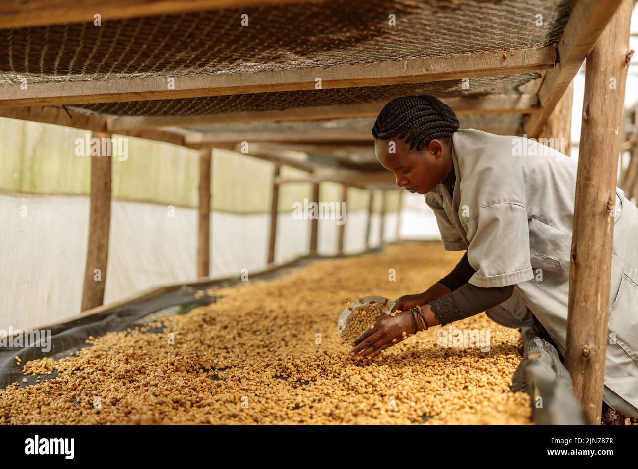 Female farm worker scooping coffee beans into a bowl during honey ...