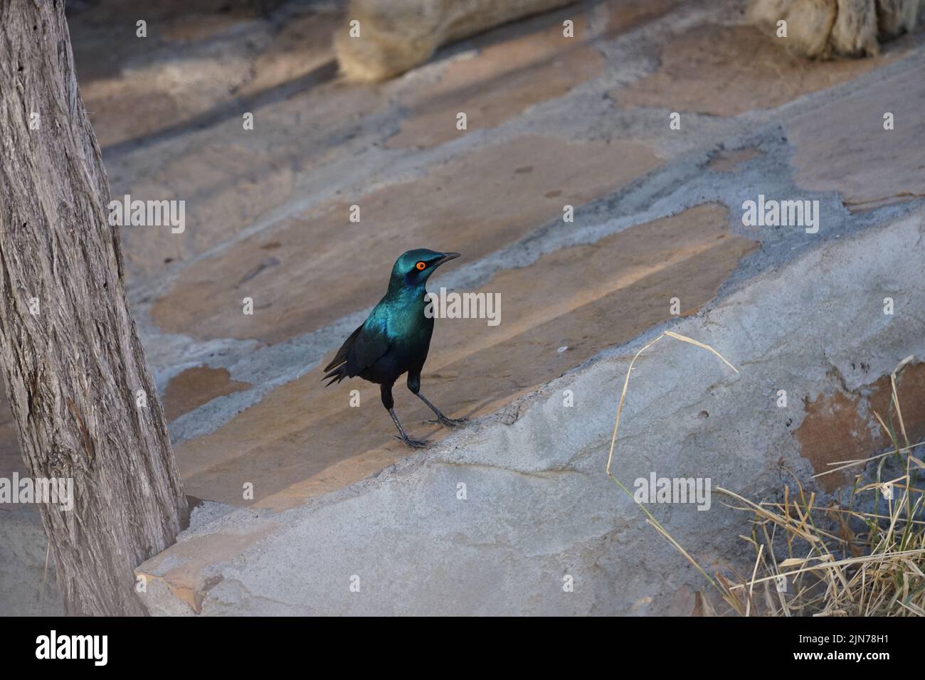 Tiny Cape starling bird standing on the brick floor in the daylight ...