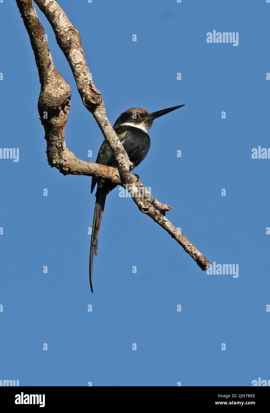 Galbula dea hi-res stock photography and images - Alamy