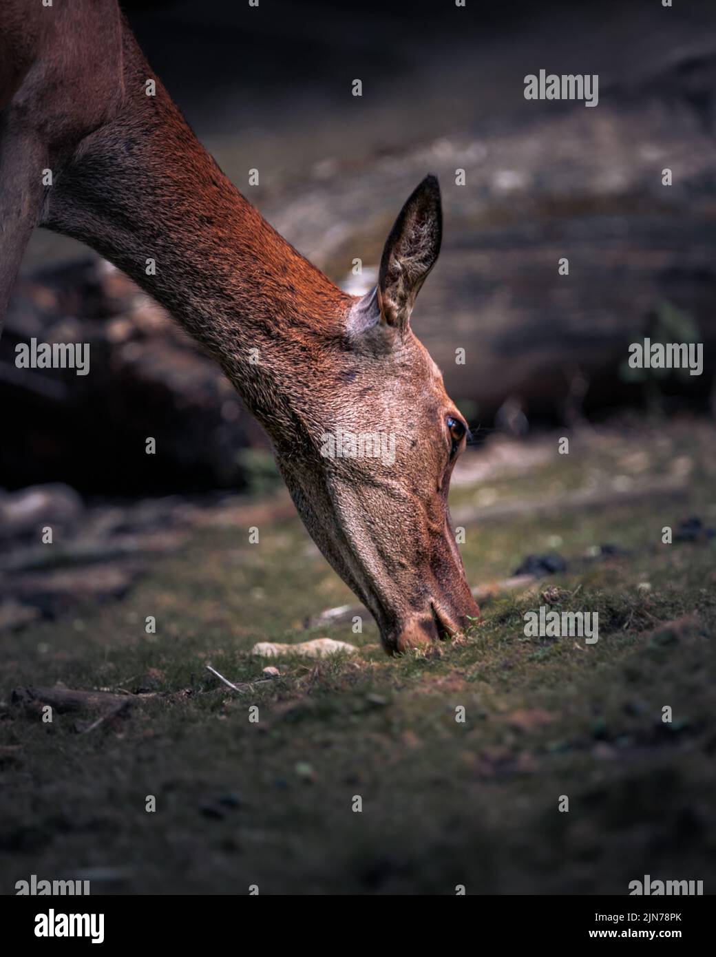 The vertical view of a deer's head grazing the grass Stock Photo - Alamy