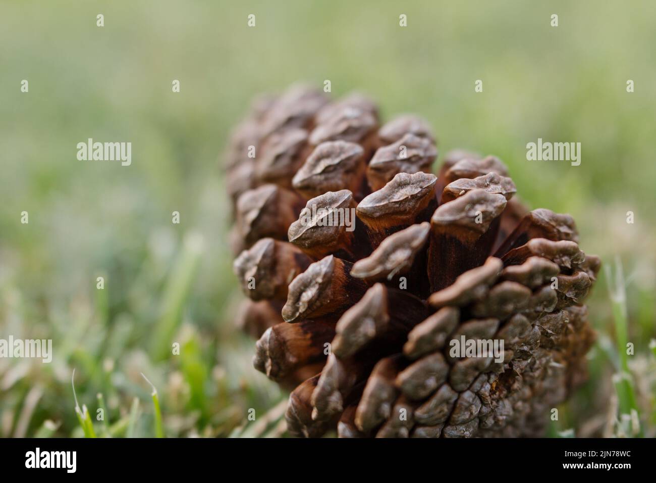 Singular Pine Cone laying in the grass with a shallow depth of field in ...
