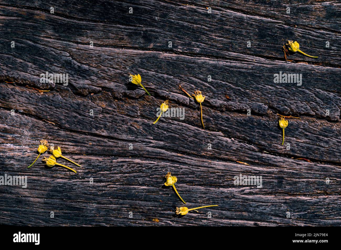 background image of fallen buds on dark wood Stock Photo - Alamy