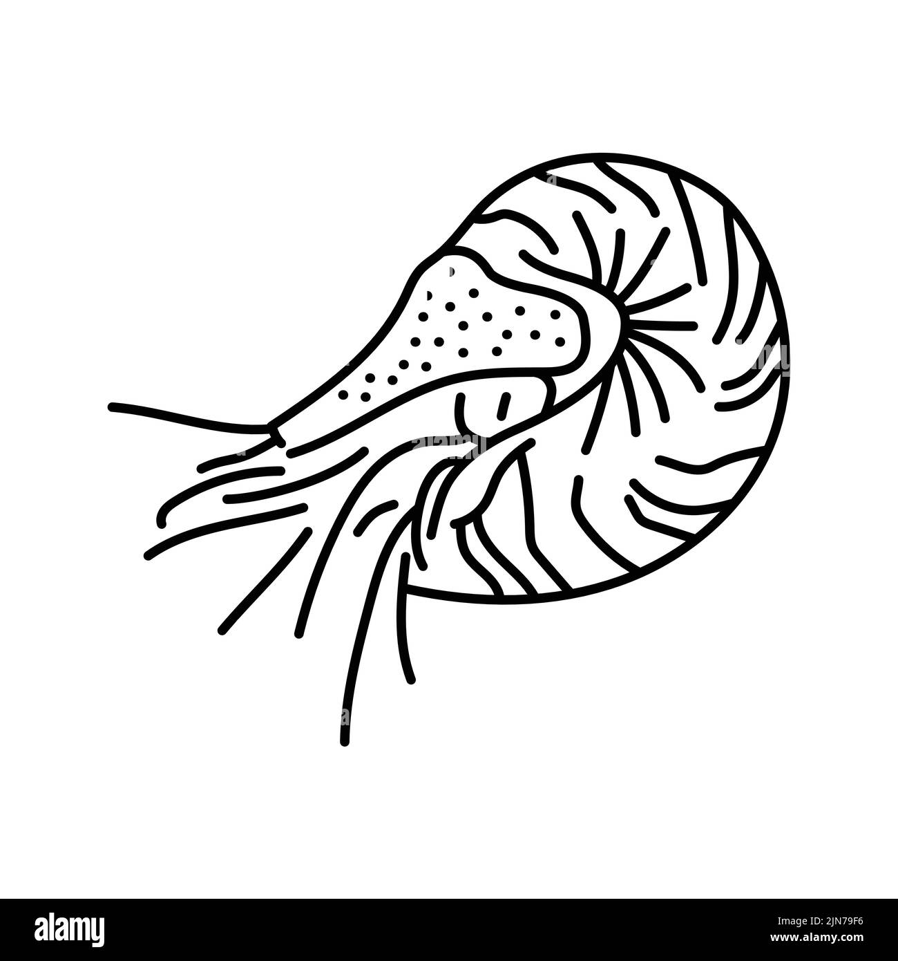 Nautilus color line illustration. Ocean fishes Stock Vector Image & Art ...