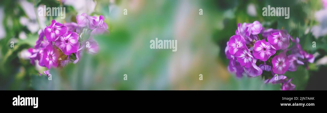 Beautiful pink summer flowers of phlox paniculata Laura. Banner of ...