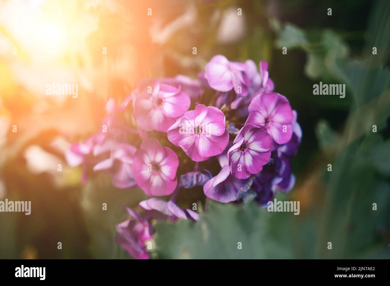 Beautiful pink summer flowers of phlox paniculata Laura. flowers of the ...