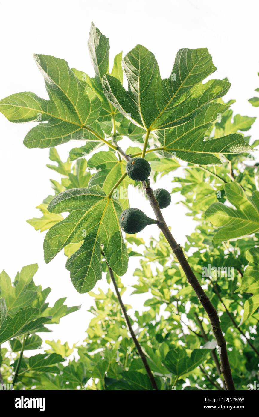 three figs on green fig tree Stock Photo - Alamy