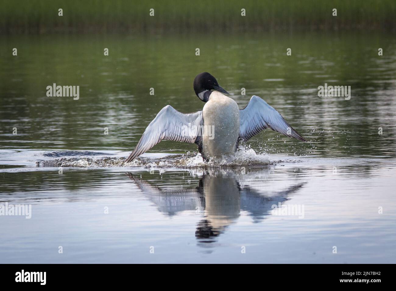 Common loon spreads it's wings and does a water dance on Kabetogama Lake, Voyageurs National ...