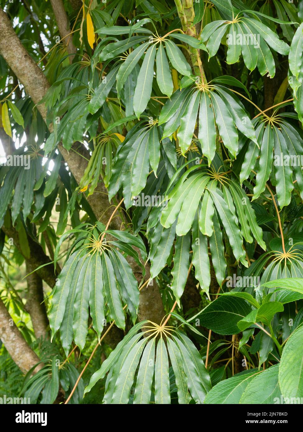 Tropical Evergreen Trees