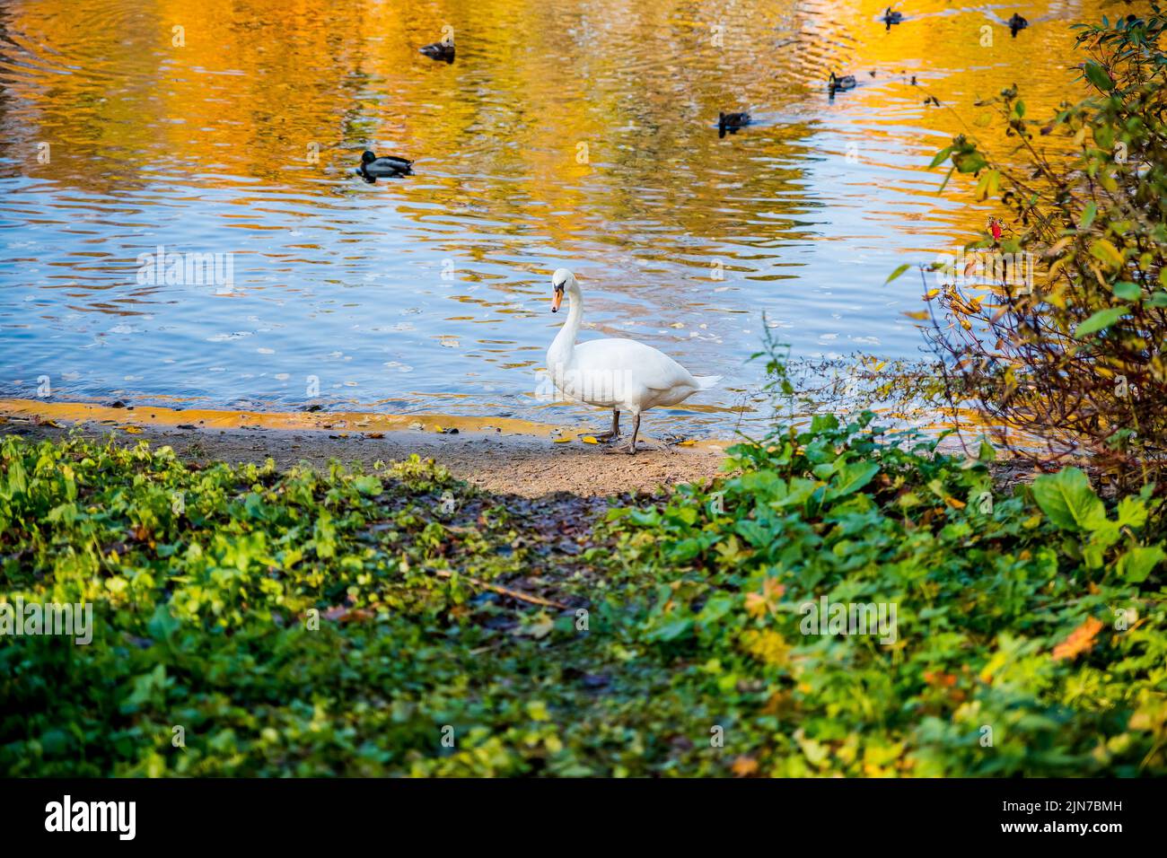 Swan calendar hi-res stock photography and images - Alamy