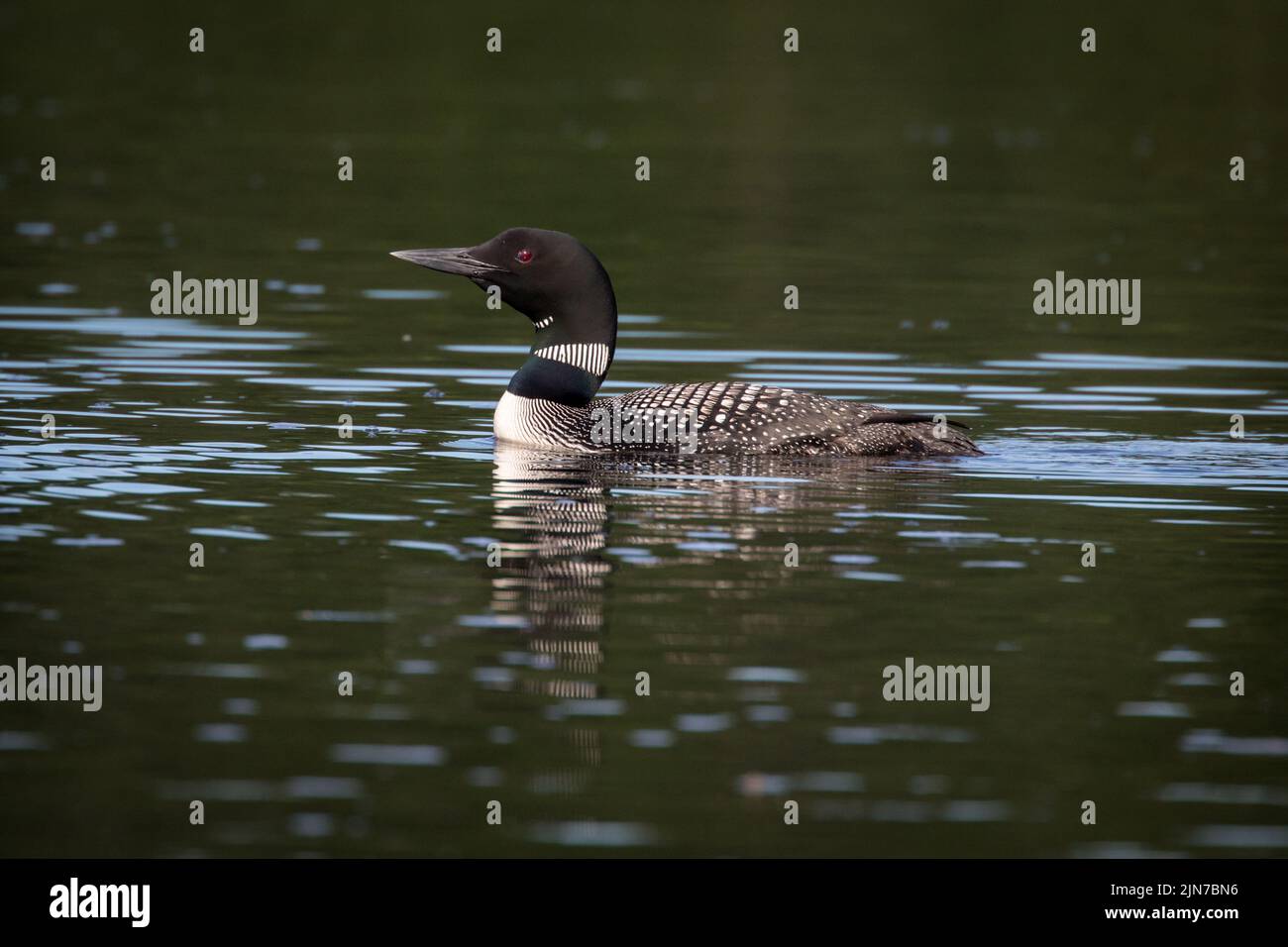 A common loon, floats on the calm water of Kabetogama Lake, Voyageurs ...