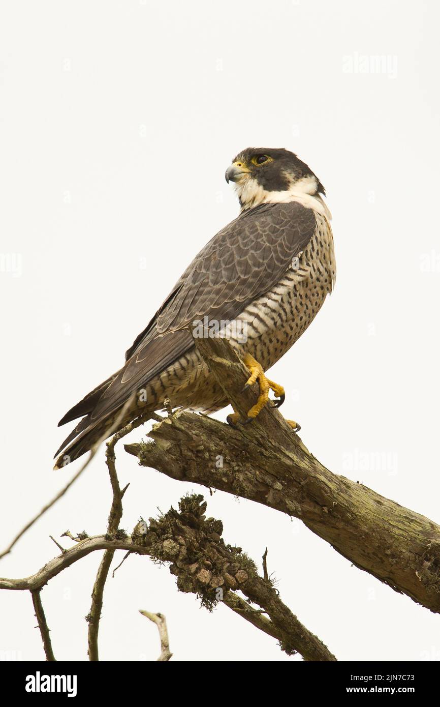 Falcon state park hi-res stock photography and images - Alamy