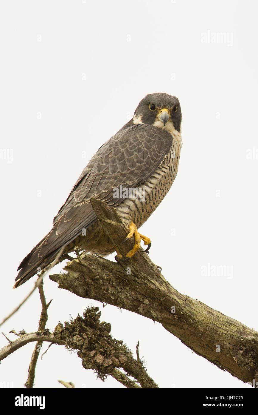 Peregrine falcon winter hi-res stock photography and images - Alamy