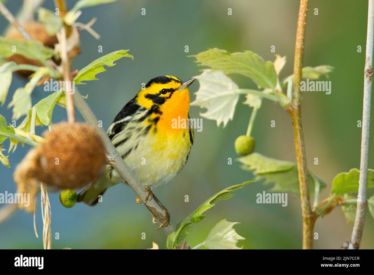 Blackburnian Warbler (Dendroica fusca), male, breeding plumage Stock ...