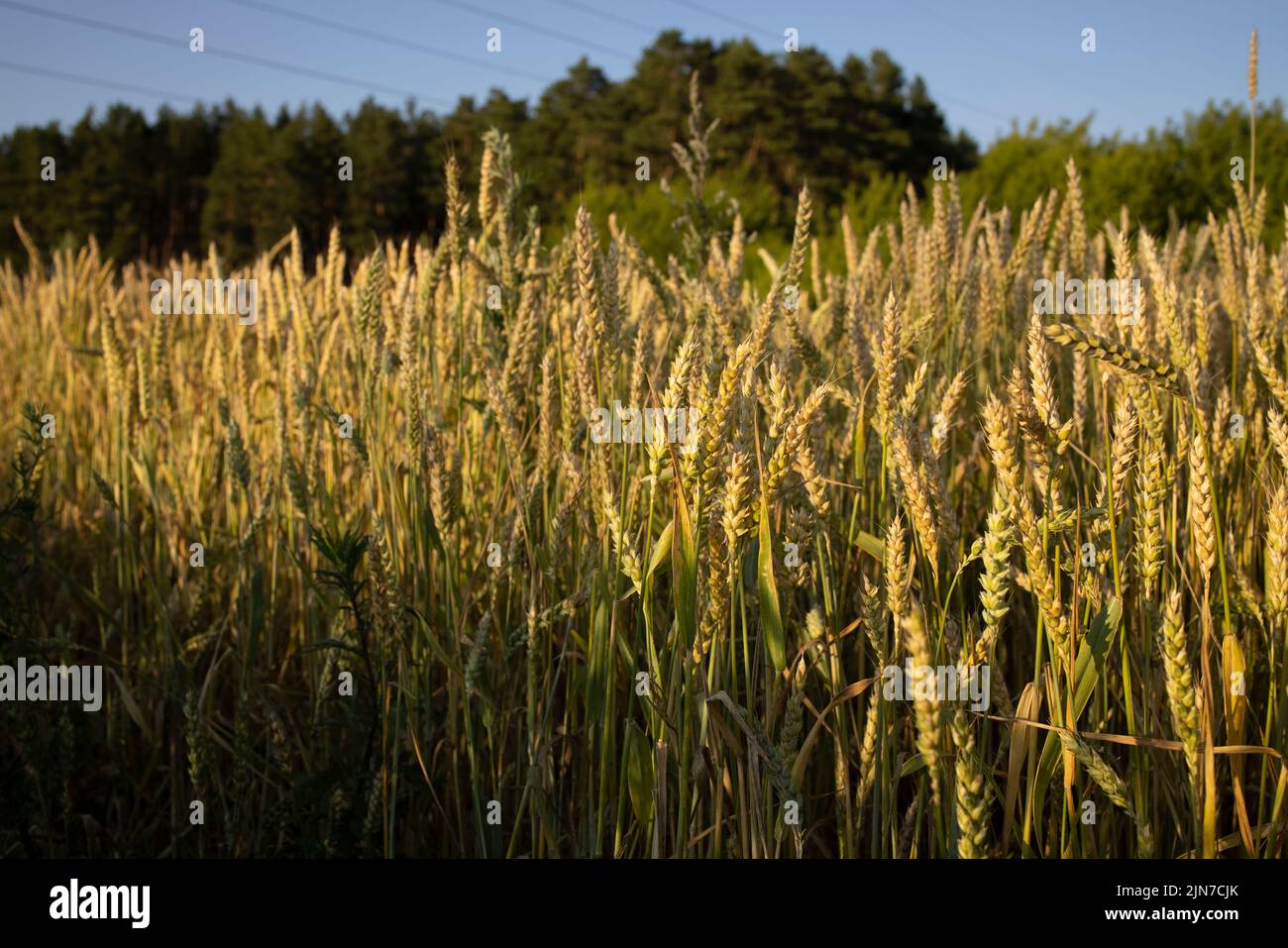 Wheat, barley, rye, and oats hi-res stock photography and images - Alamy
