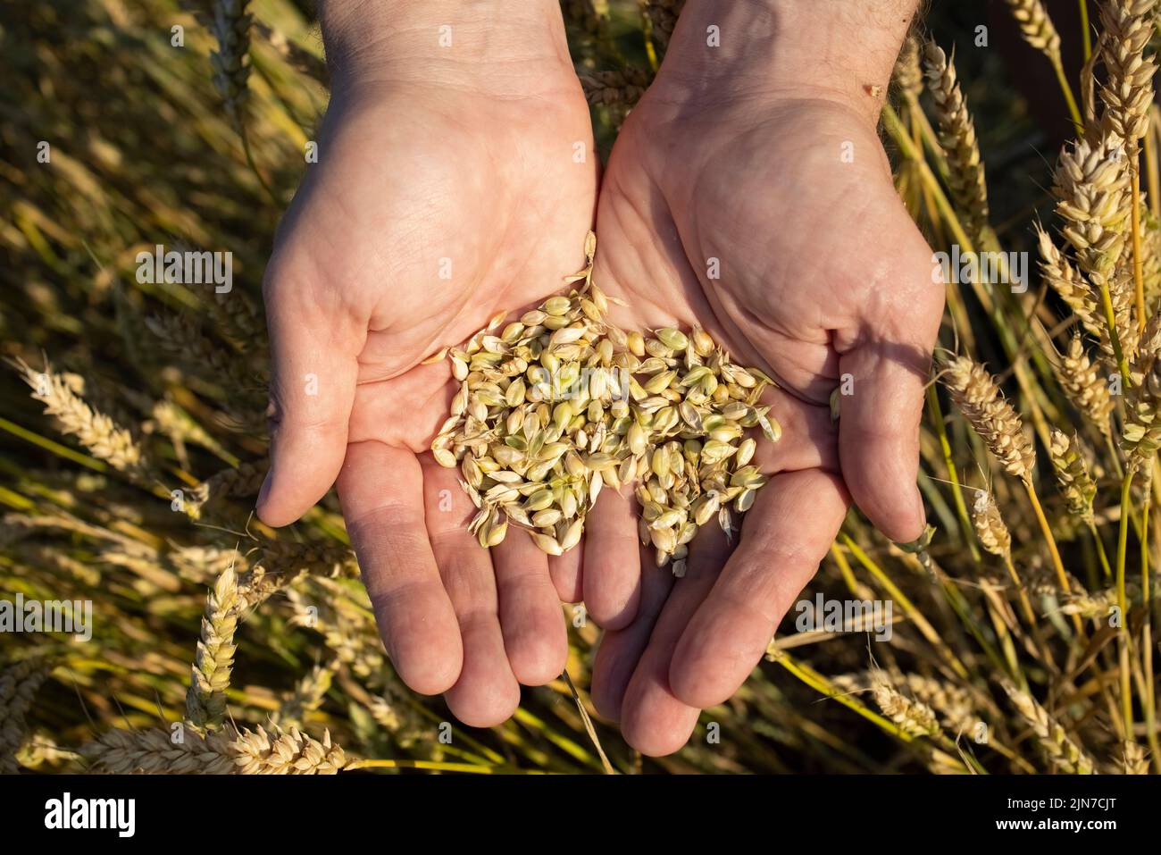 A man's hand holds ripe grains of cereals on a blurred background of a ...