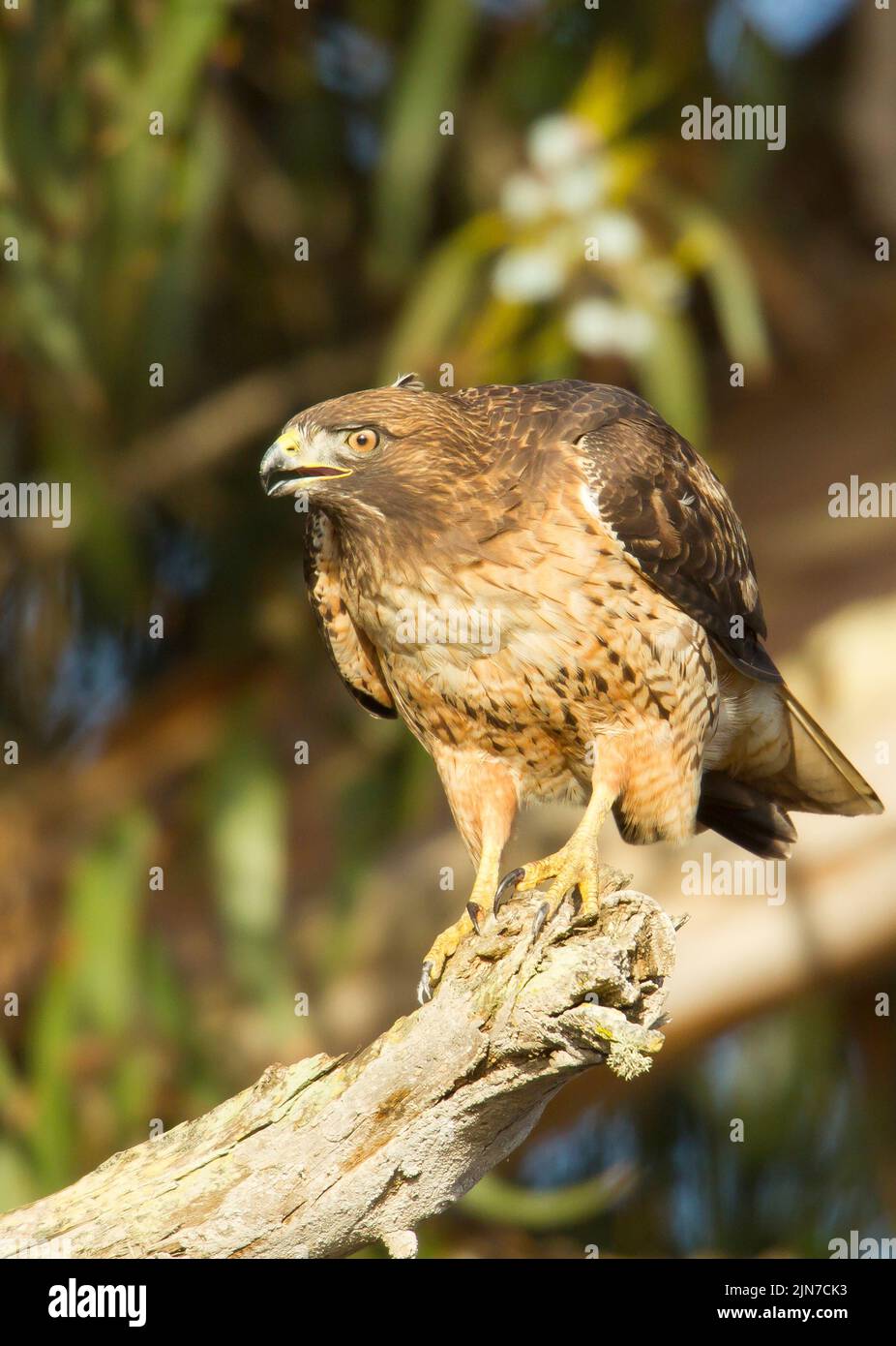 American red tailed hawk hi-res stock photography and images - Alamy