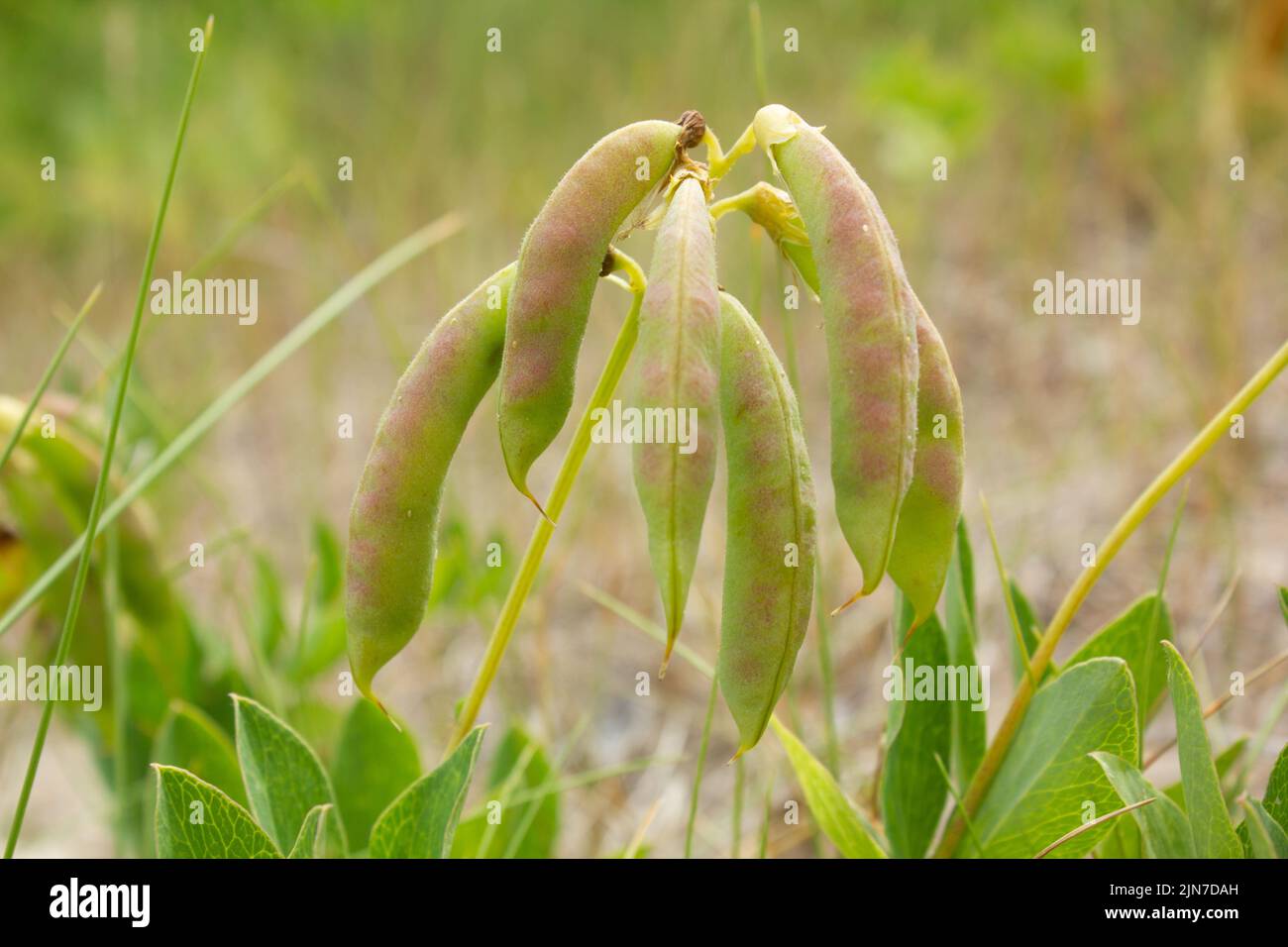 The pink-green beans growing in the field Stock Photo - Alamy