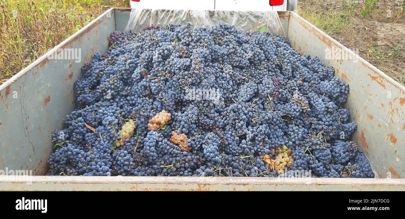 A trailer full of fresh grapes for wine close up Stock Photo - Alamy