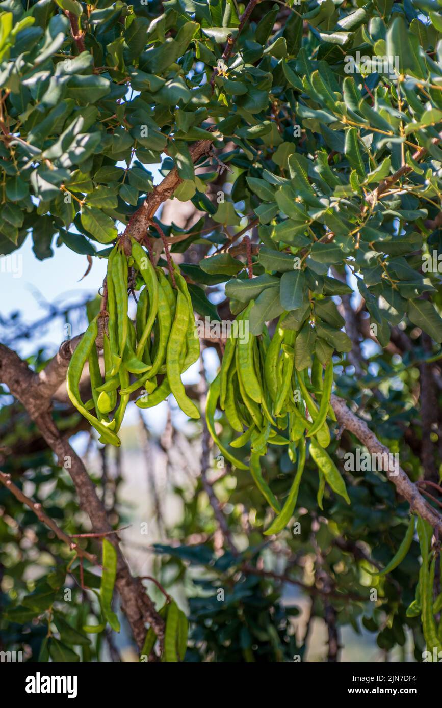 Green carob pods on a carob tree branch Stock Photo - Alamy