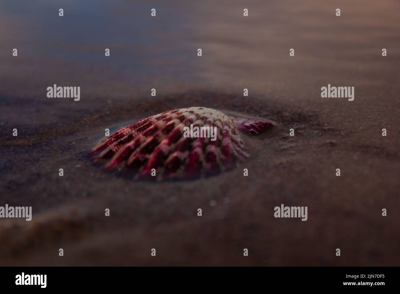 An Atlantic calico scallop in wet sandy beach Stock Photo - Alamy