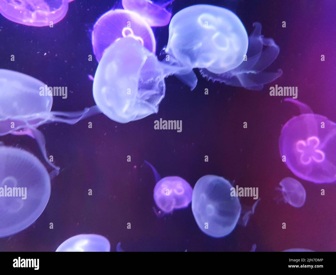 A colorful shot of jellyfish in the water Stock Photo - Alamy