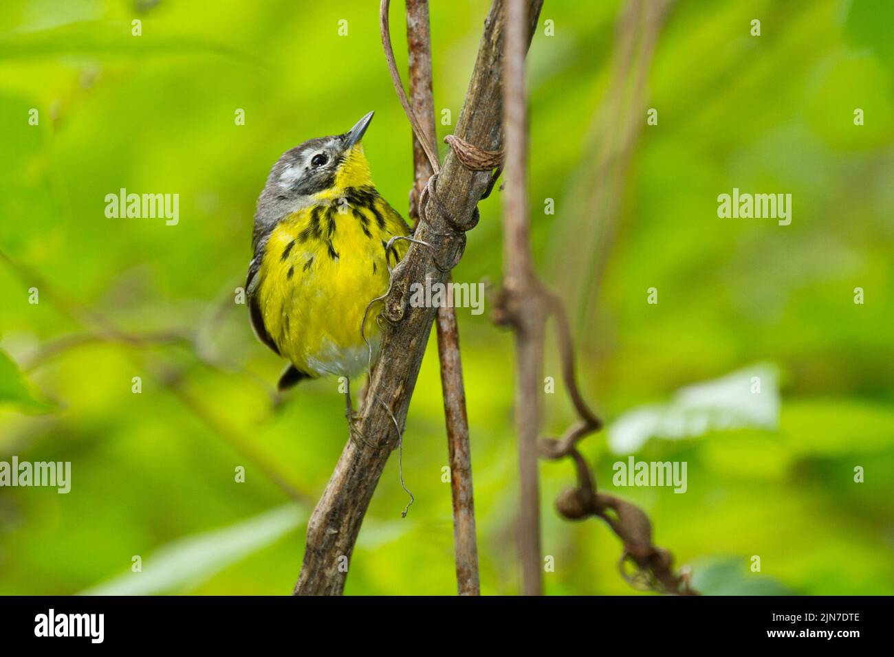 Magnolia Warbler (Setophaga magnolia), female, breeding plumage Stock ...
