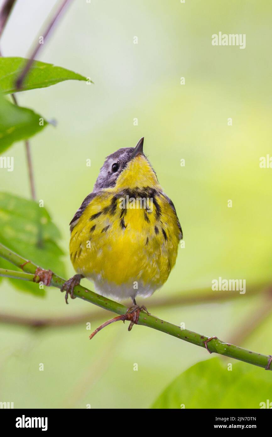 Magnolia Warbler (Setophaga magnolia), female, breeding plumage Stock ...