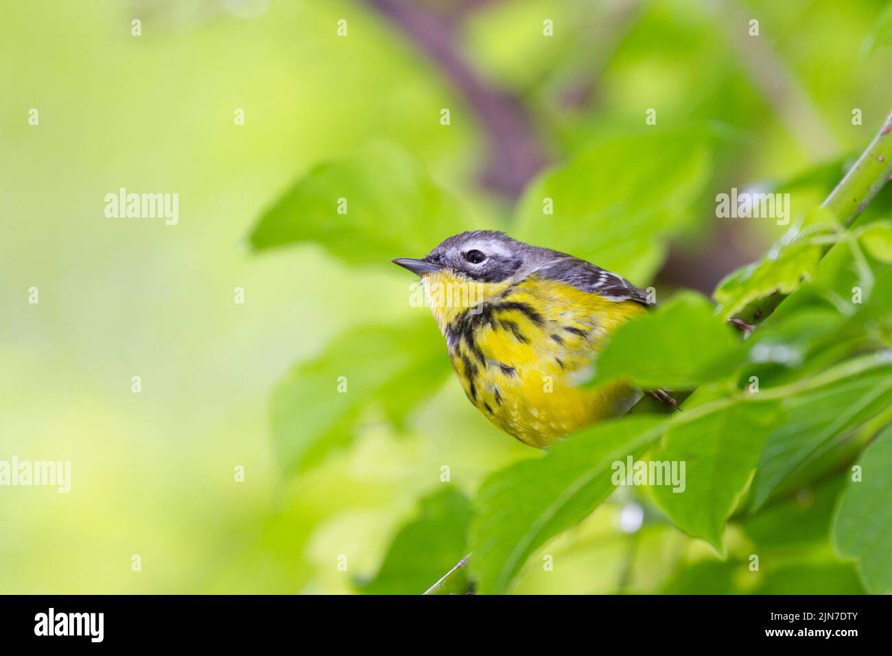 Magnolia warbler female hi-res stock photography and images - Alamy