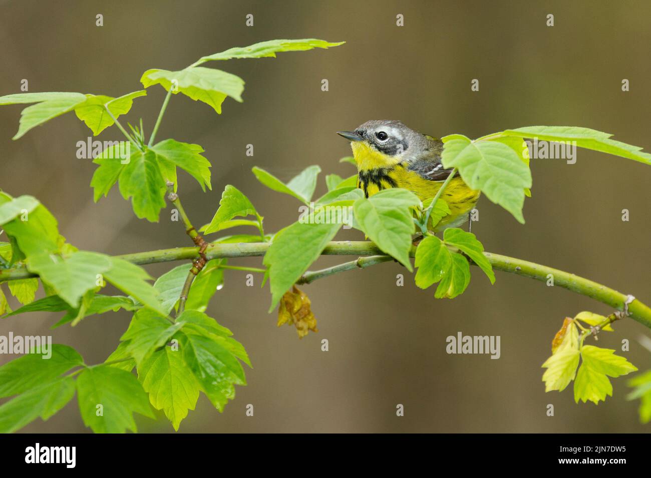 Magnolia Warbler (Setophaga magnolia), female, breeding plumage Stock ...