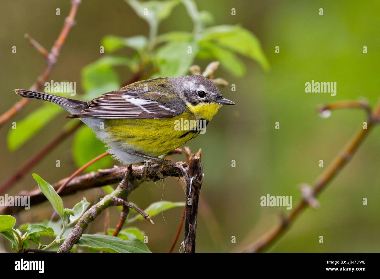 Magnolia Warbler (Setophaga magnolia), female, breeding plumage Stock ...