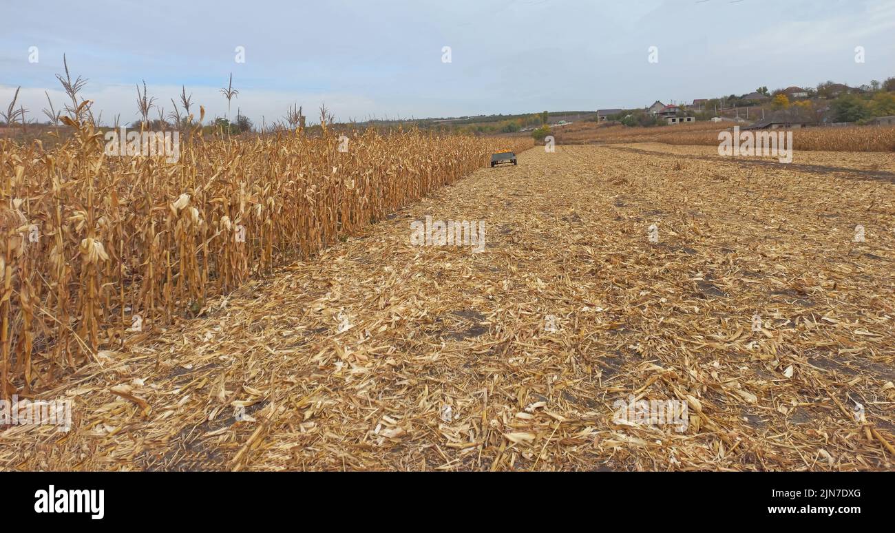 A land of corn ready for harvest in the fall - dry corn vegetation in ...
